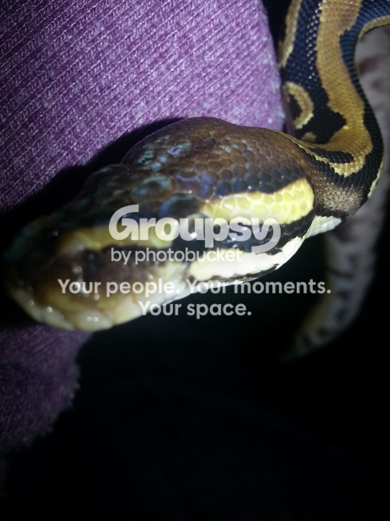 snake shaming!! | Reptile Forums
