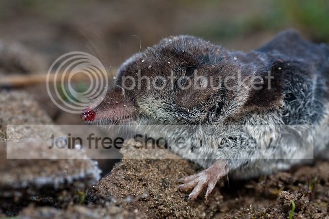 Bosspitsmuis spec | Vincent Sanders
