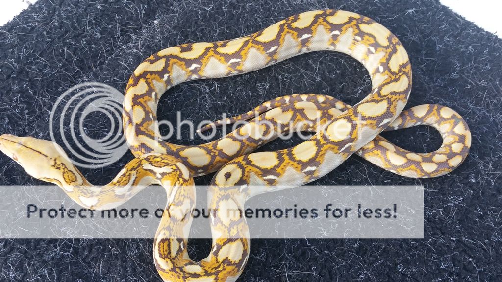 2015 Female Mochino Reticulated Python | Reptile Forums