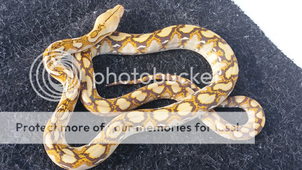 2015 Female Mochino Reticulated Python | Reptile Forums