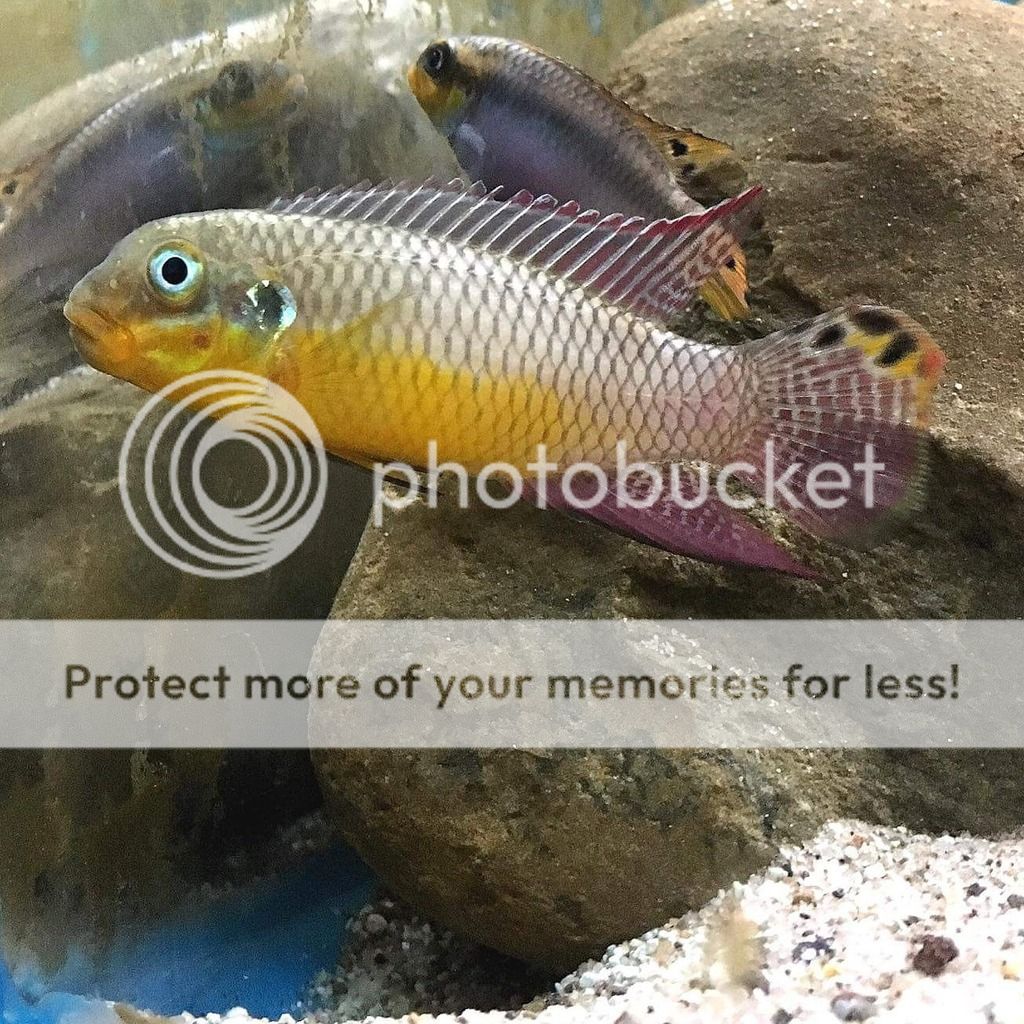 Moliwe biotoop - Pagina 3 - Het Nederlandse Cichliden Forum