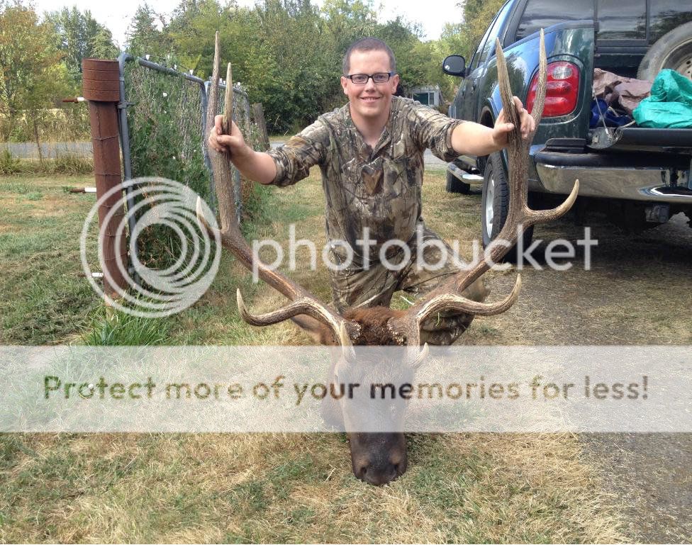 My first elk -- 5x5 270 1/4 inches -- Western WA general season 9/9/12 ...
