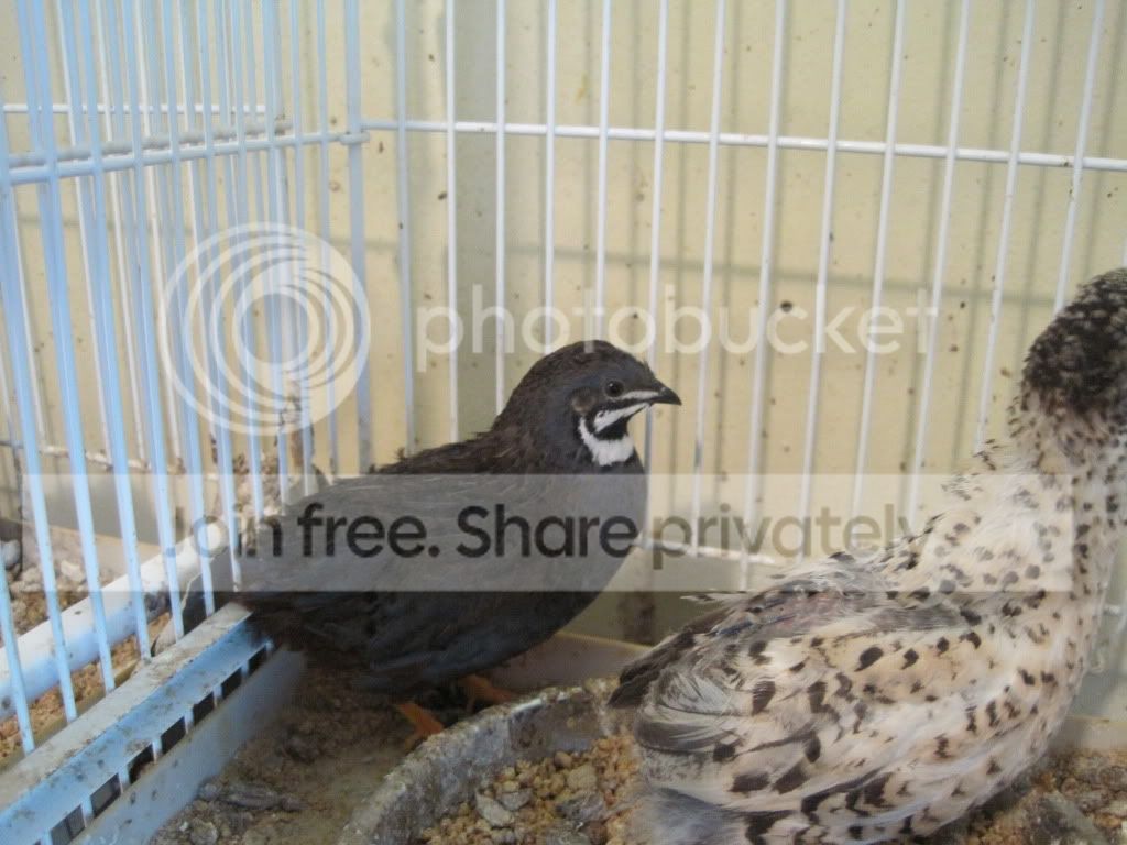 Chinese Blue Breasted Quail (Button Quail) Color Varieties | BackYard ...