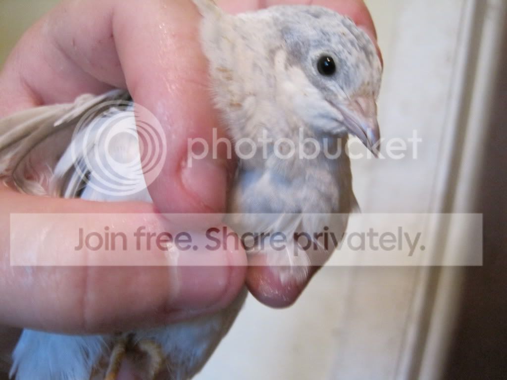 Chinese Blue Breasted Quail (Button Quail) Color Varieties | BackYard ...