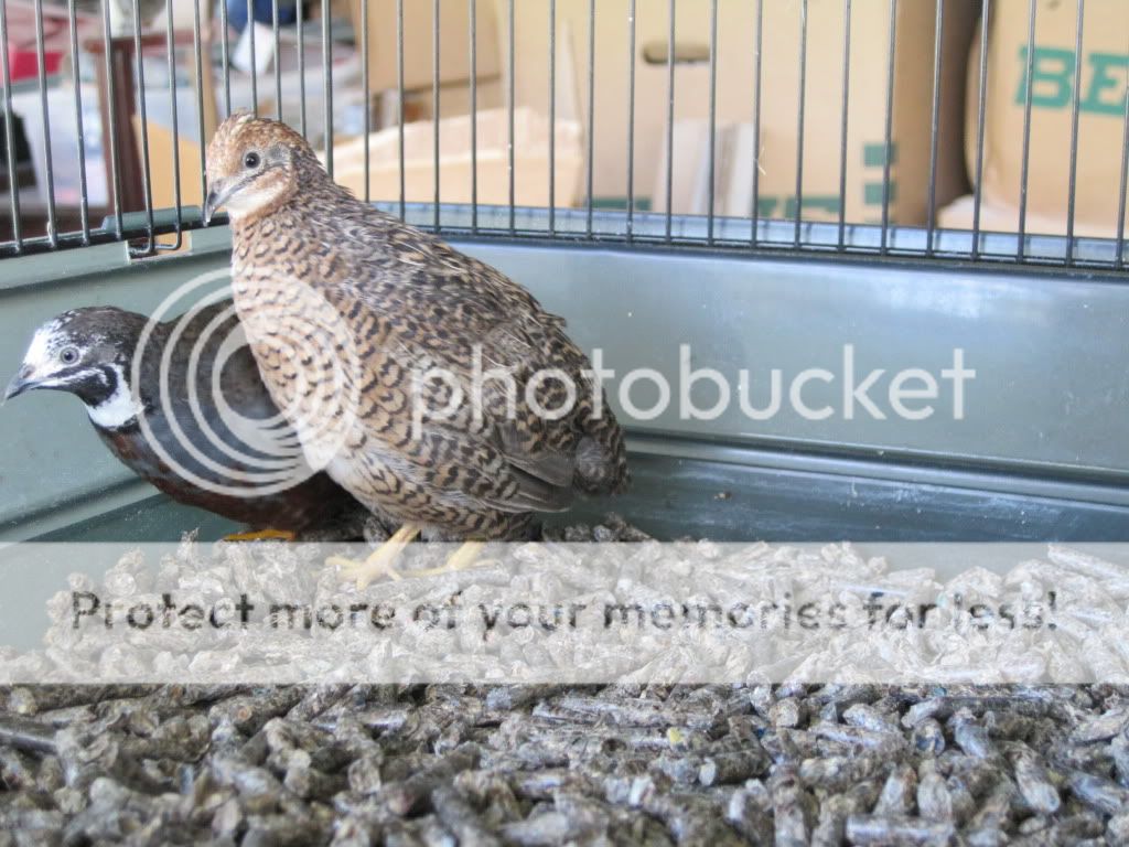 Chinese Blue Breasted Quail (Button Quail) Color Varieties | BackYard ...