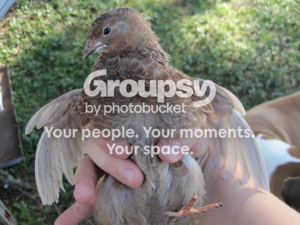 Japanese Coturnix Quail Color Varieties!!!! | BackYard Chickens - Learn ...