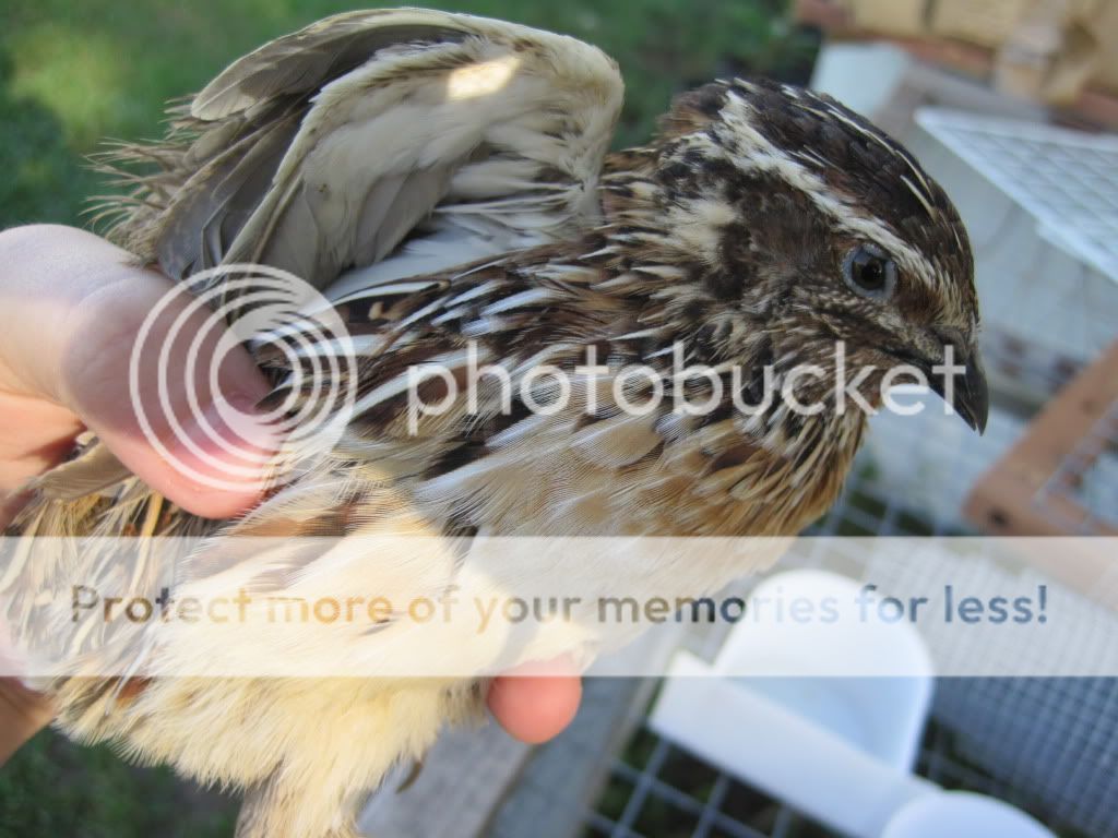 Japanese Coturnix Quail Color Varieties!!!! | BackYard Chickens - Learn ...