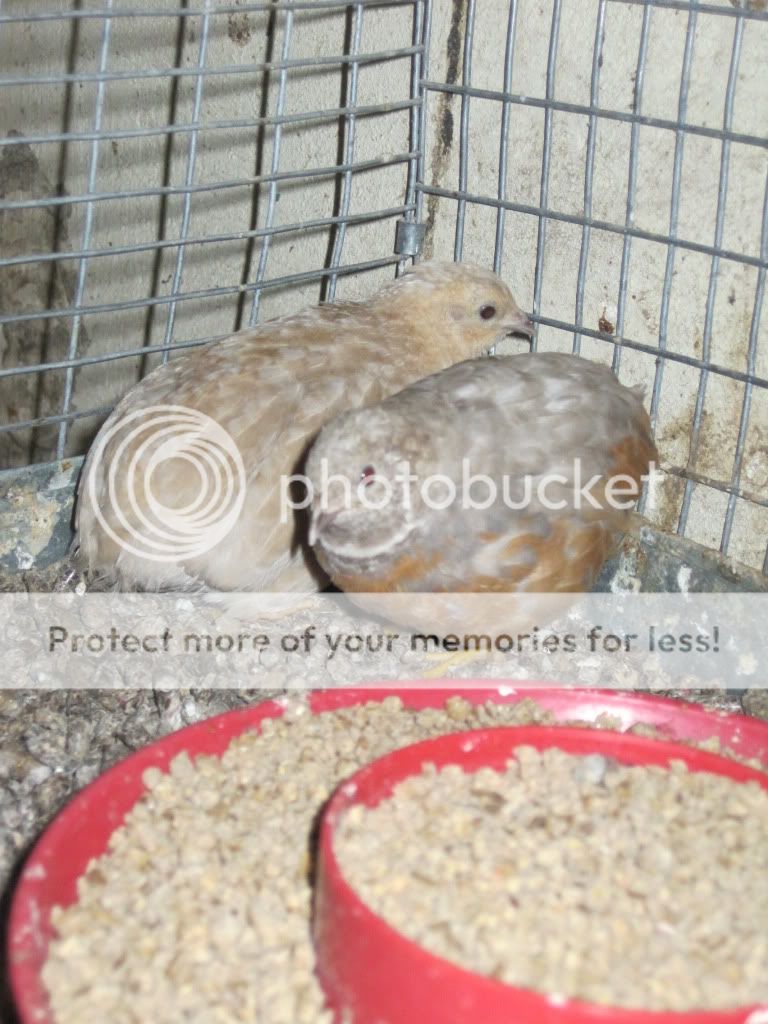 Chinese Blue Breasted Quail (Button Quail) Color Varieties | BackYard ...