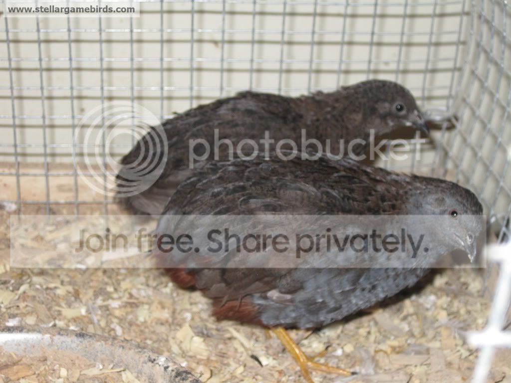 Chinese Blue Breasted Quail (Button Quail) Color Varieties | BackYard ...