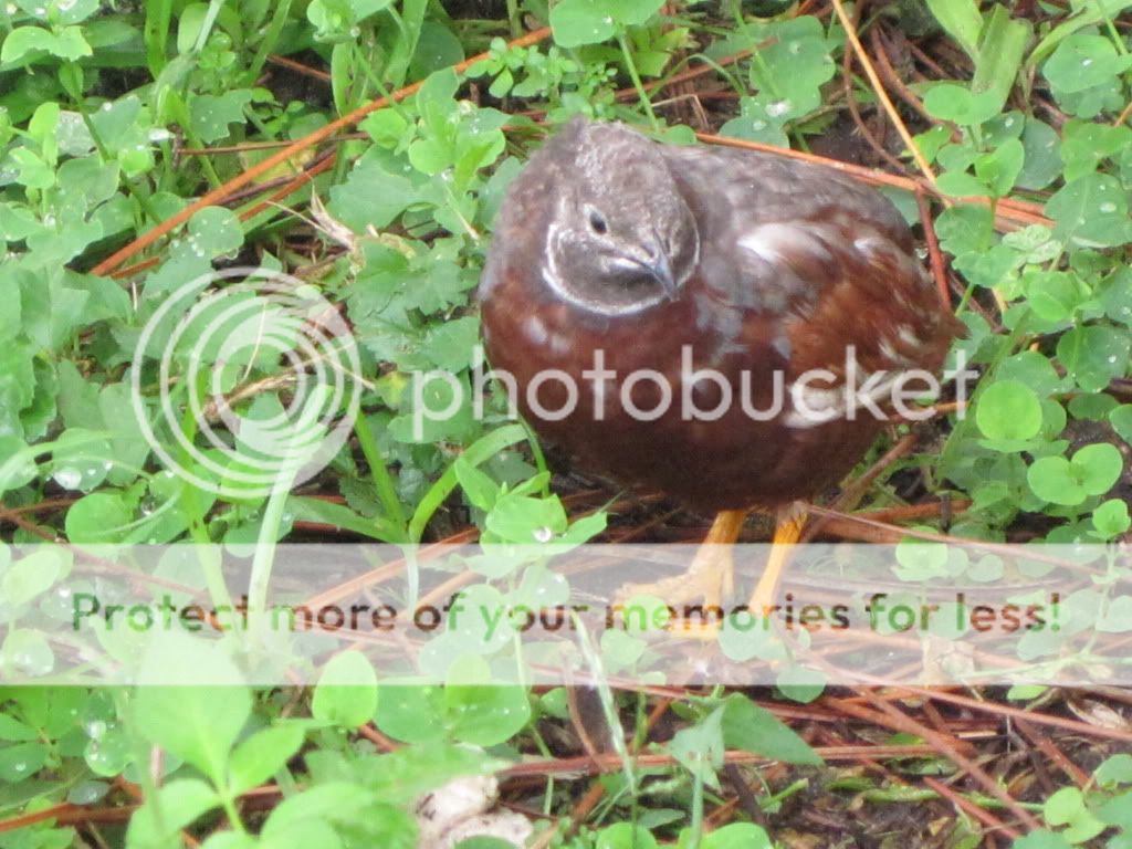 Chinese Blue Breasted Quail (Button Quail) Color Varieties | BackYard ...