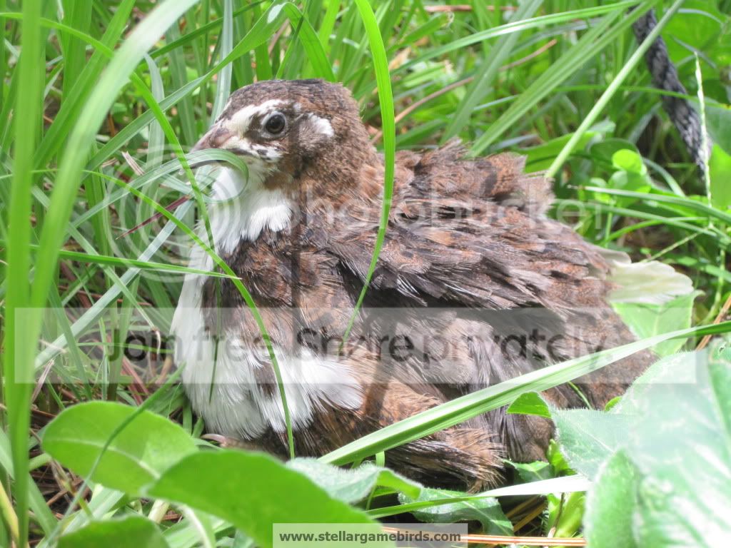 Japanese Coturnix Quail Color Varieties!!!! | BackYard Chickens - Learn ...