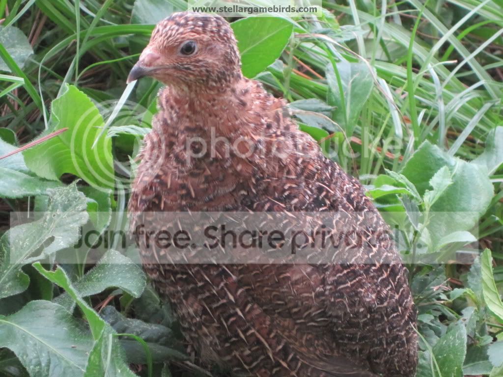 Japanese Coturnix Quail Color Varieties!!!! | BackYard Chickens - Learn ...