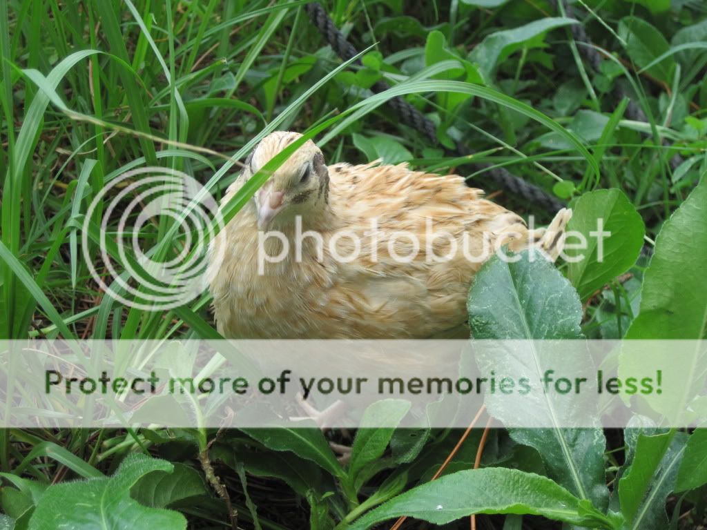 Japanese Coturnix Quail Color Varieties!!!! | BackYard Chickens - Learn ...