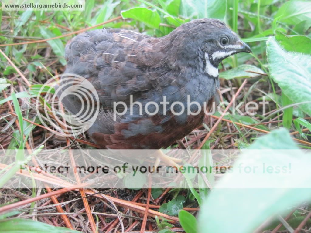 Chinese Blue Breasted Quail (Button Quail) Color Varieties | BackYard ...