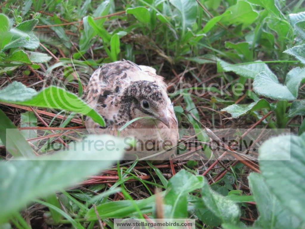 Chinese Blue Breasted Quail (Button Quail) Color Varieties | BackYard ...