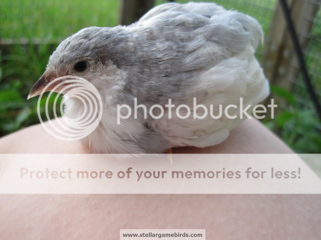 Chinese Blue Breasted Quail (Button Quail) Color Varieties | BackYard ...