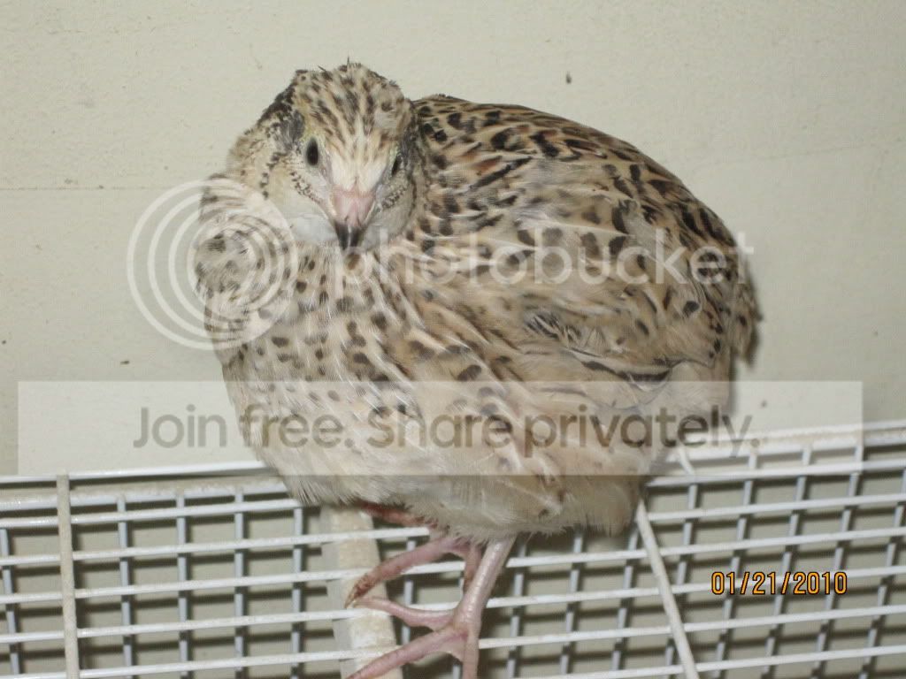 Japanese Coturnix Quail Color Varieties!!!! | BackYard Chickens - Learn ...