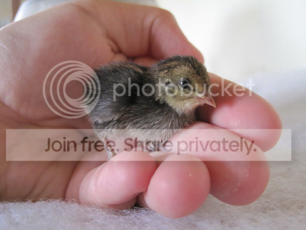 Chinese Blue Breasted Quail (Button Quail) Color Varieties | BackYard ...